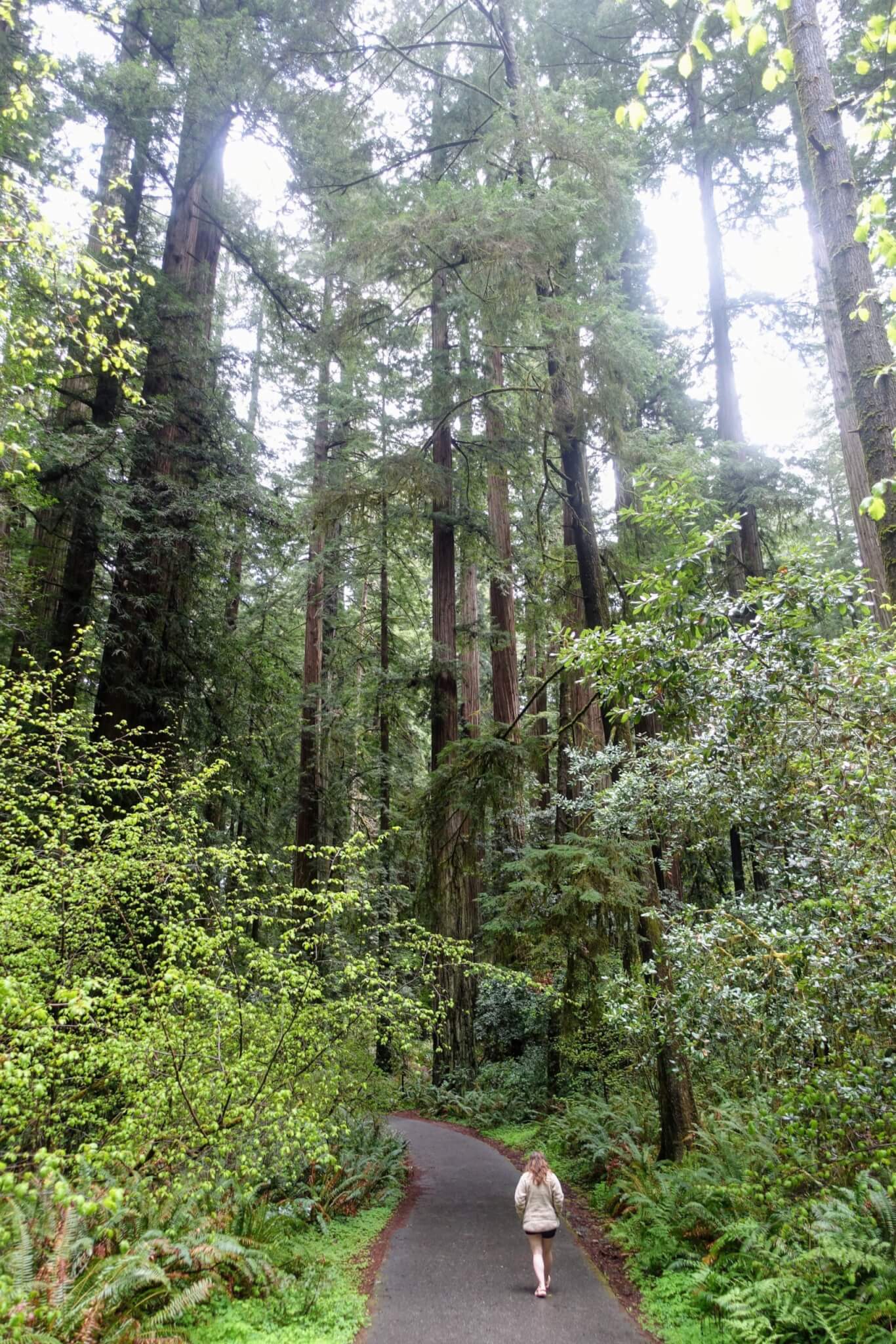 Explore the Redwood National Forest with DuraFlap • Duraflap