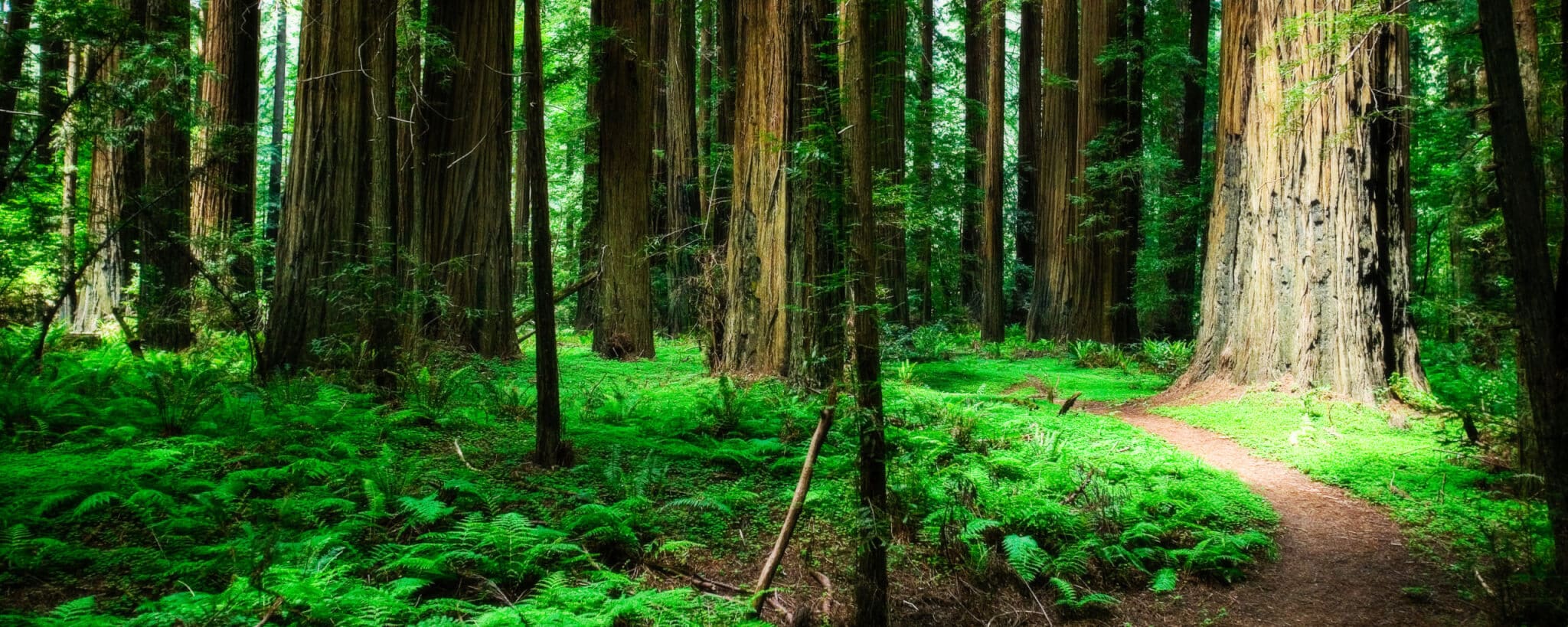 Explore the Redwood National Forest with DuraFlap • Duraflap